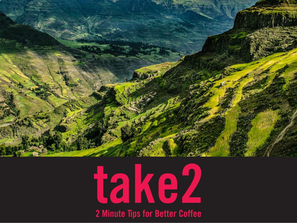 What is Geisha Coffee?